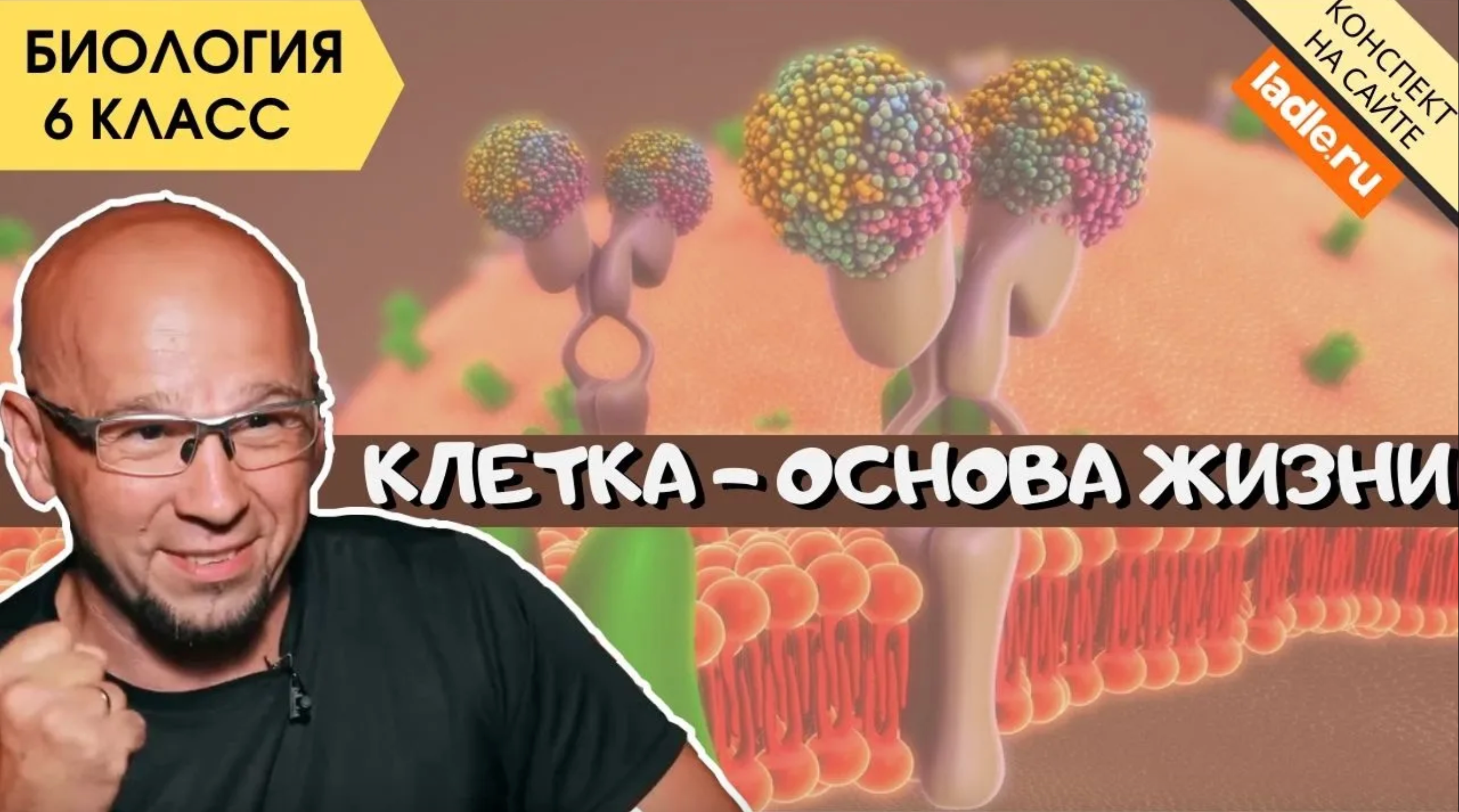 Клетка. Биология 6 класс. Строение клетки растений, животных. Живые организмы: эукариоты, прокариоты