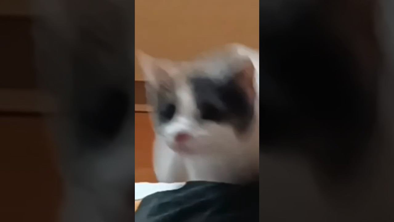 #всегопонемногу #котики #кошка #кошки #приколы