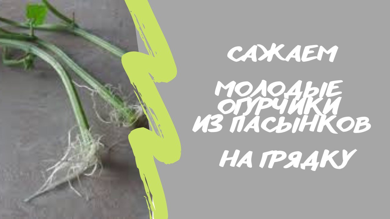 3 августа. Сажаем молодые огурчики из пасынков на грядку.