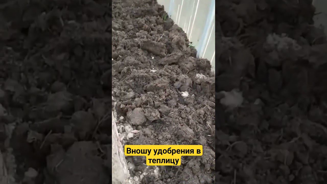 Какие удобрения вношу на грядки в теплице. #дача #теплица #грунт