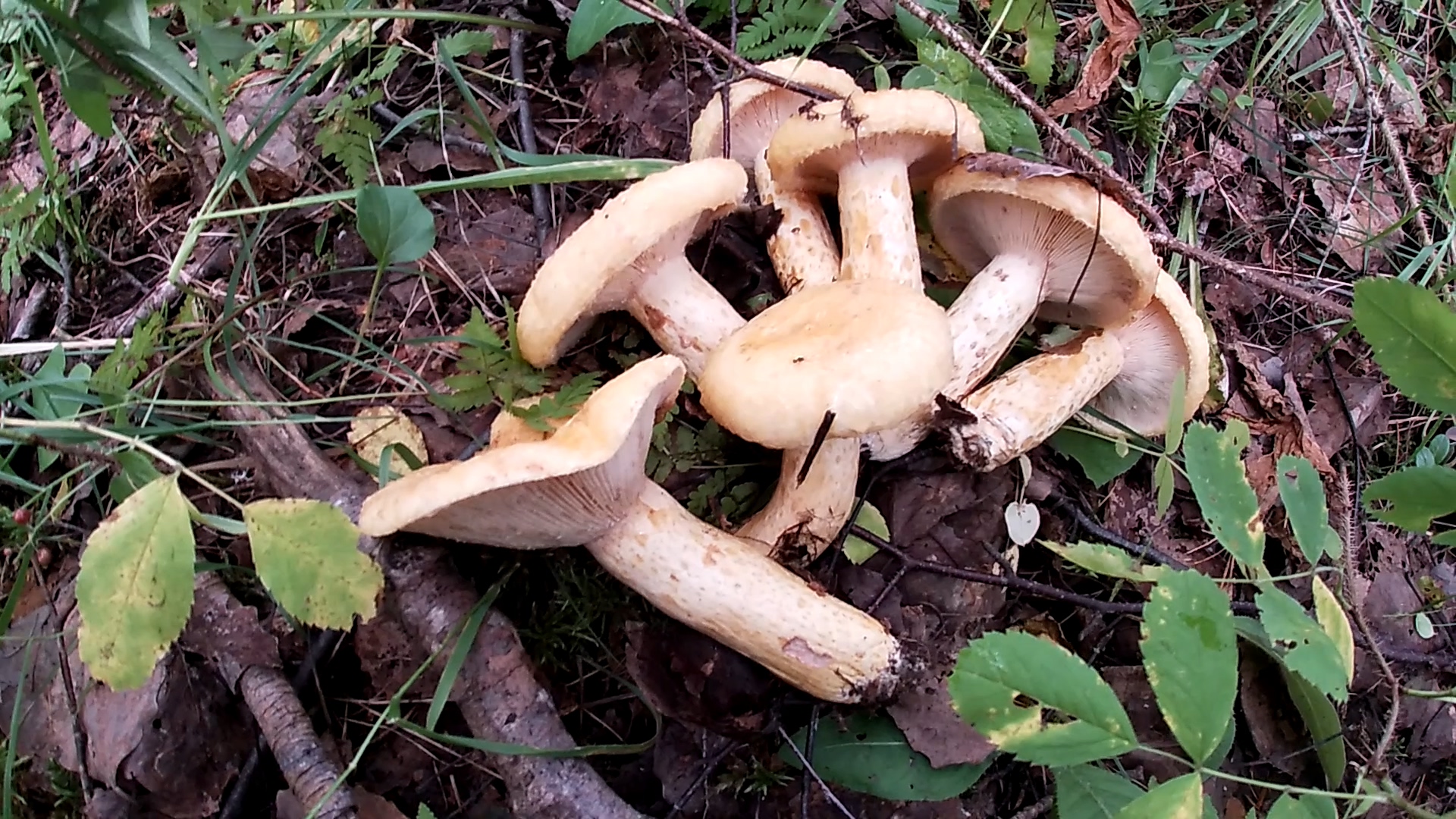 ГРИБНАЯ ПОРА В АВГУСТЕ! Грибы 2022.