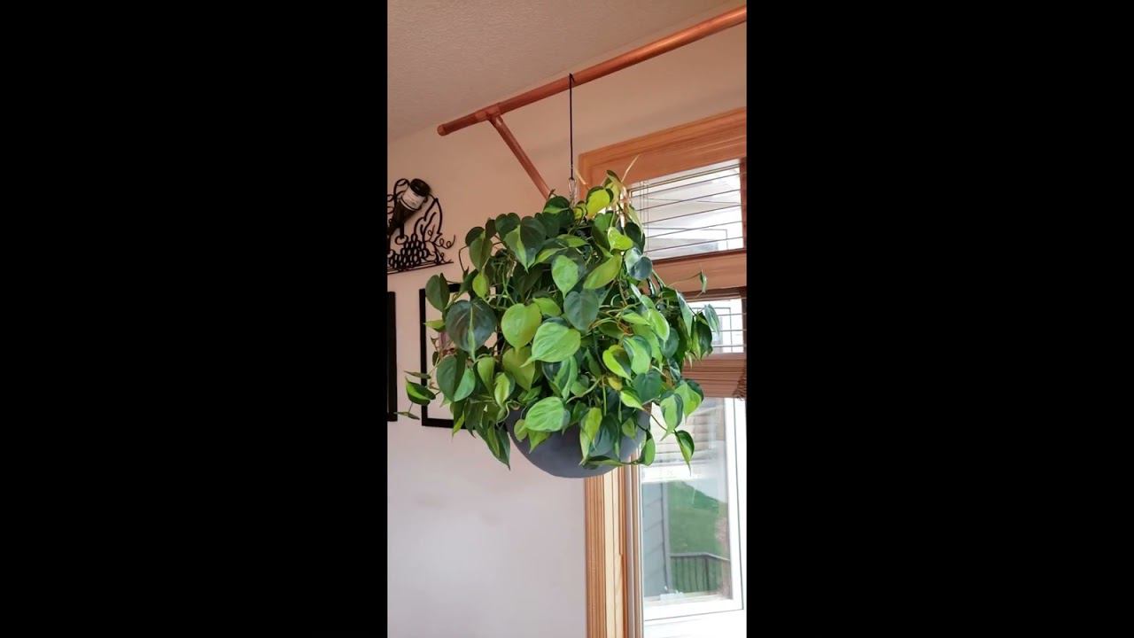 Филодендрон Бразил