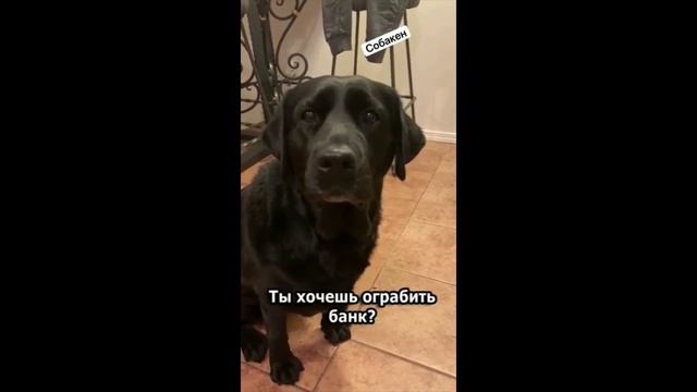 СОБАКИ - ГОЛОДАКИ -2