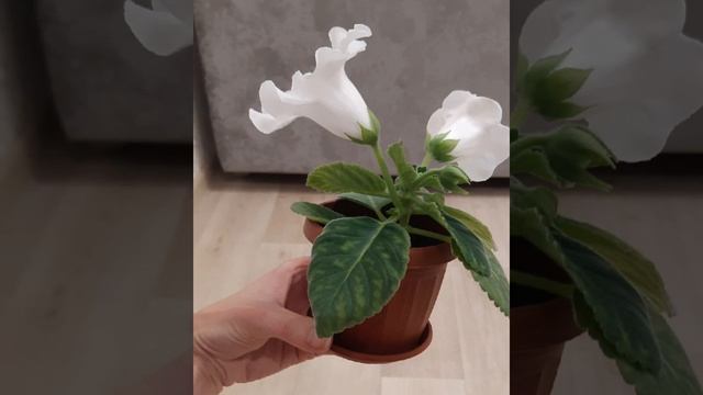 МОИ КОМНАТНЫЕ ЦВЕТЫ