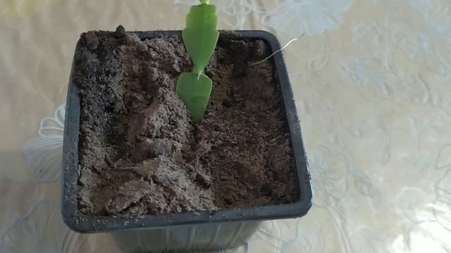 Декабрист Шлюмбергера. Размножение черенками