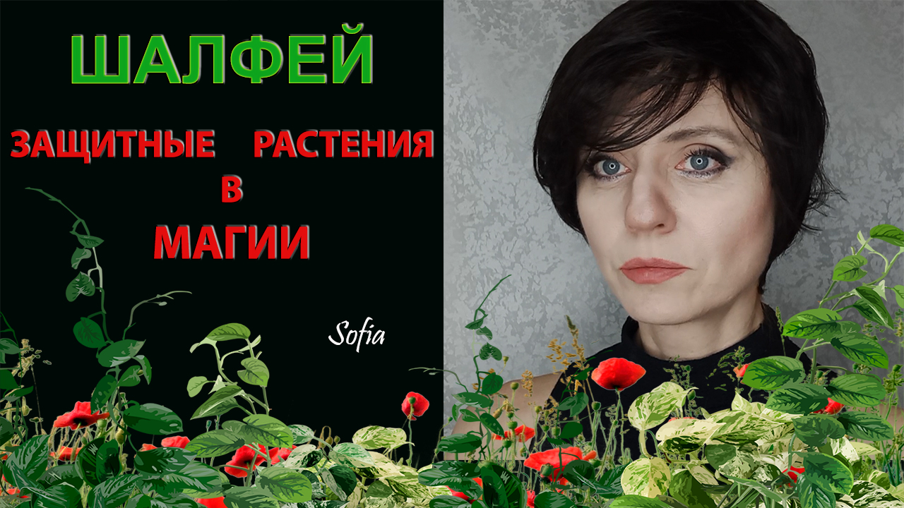 Защитные растения в магии. Шалфей.