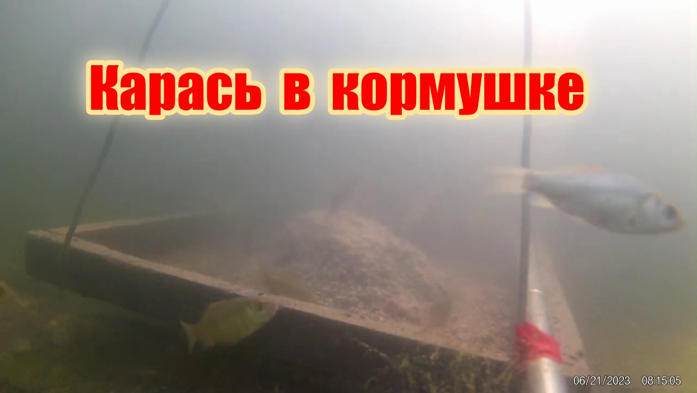 Как ест карась, подводная съёмка.