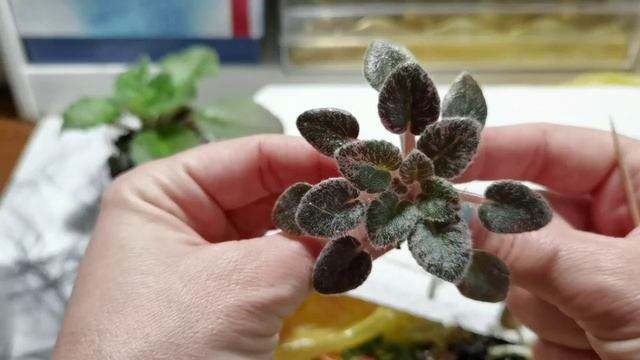 Фиалки на фитильном поливе.Возможные проблемы и их решение