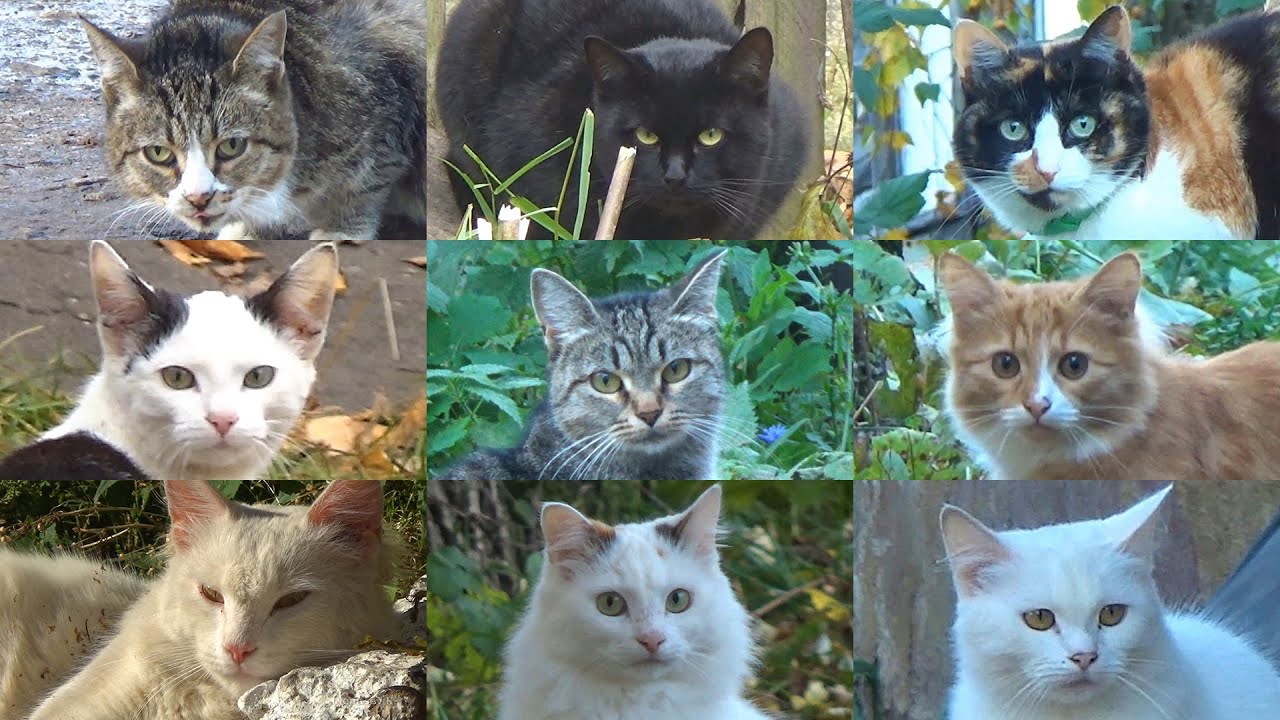 Йошкар-Олинские коты и кошки