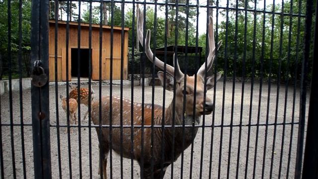 Новосибирский зоопарк. "Зверушки".mp4