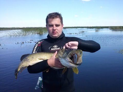Подводная Охота 2015 "Трофейная щука на 6.2 кг" Spearfishing 2015 "Trophy pike 6.2 kg"