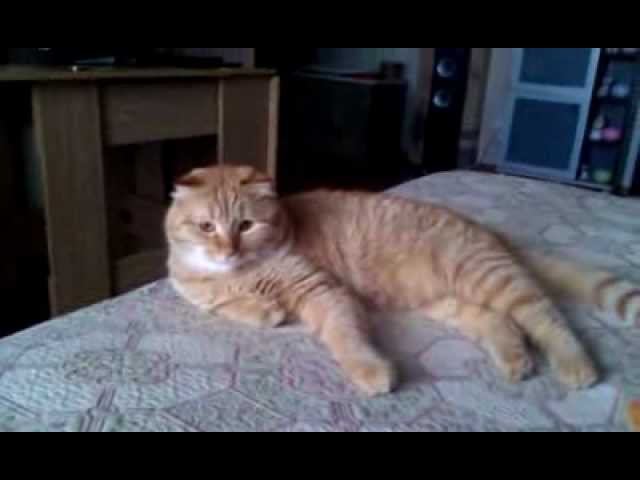 Кот Крош - 1,5 года