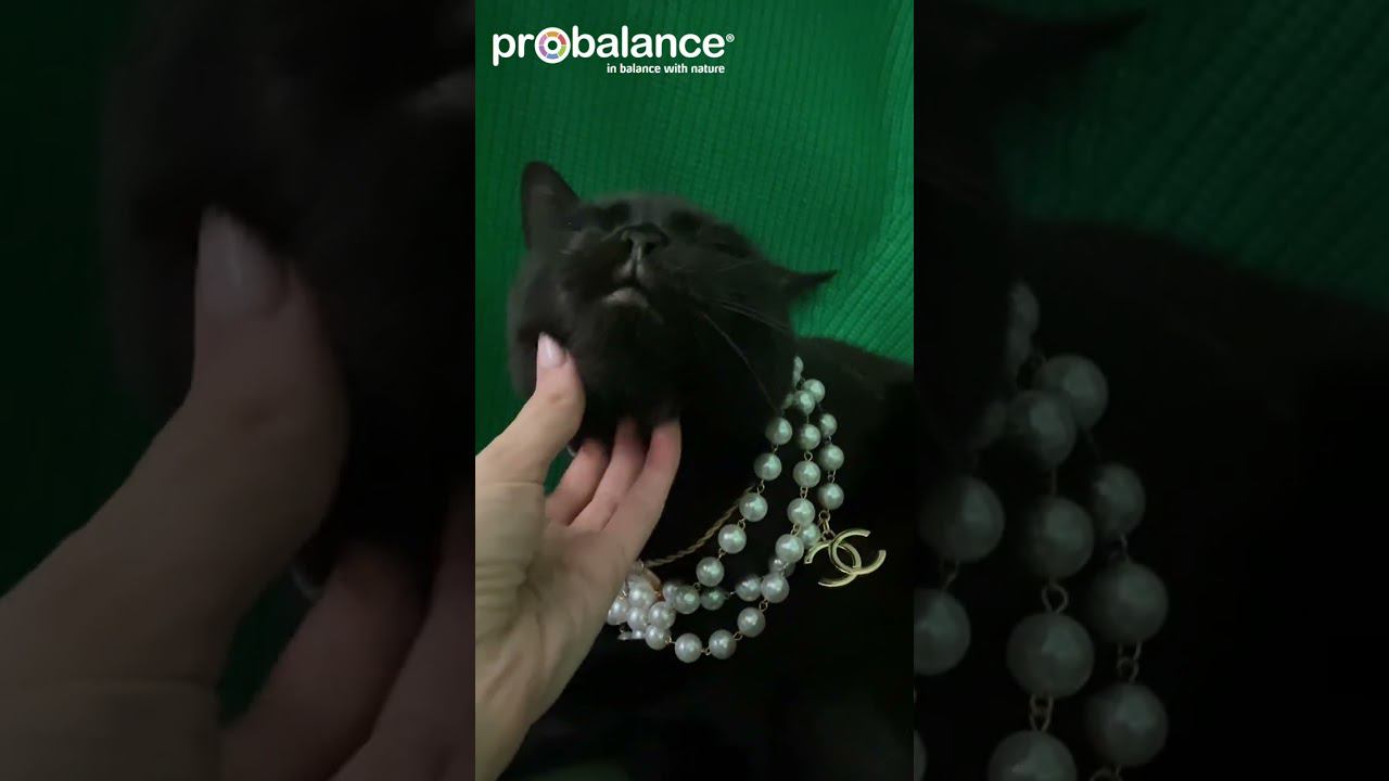 Черная неблагодарность или бомбеец совсем обнаглел #уличныйкот #шортс