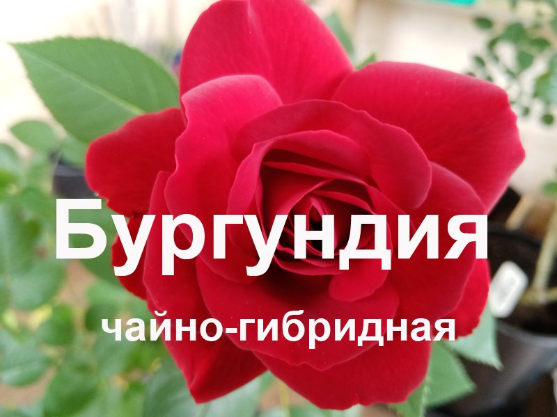 Бургундия.mp4