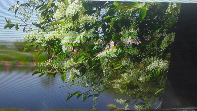 ТАКОЙ ТЕКСТ ПЕСНИ ВЫ ЕЩЕ НЕ СЛЫШАЛИ. ЗА ОКНОМ ЧЕРЕМУХА КОЛЫШЕТСЯ.