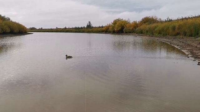 Уточки,щучки и я