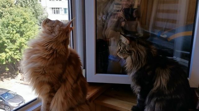 Куны следят за птичками