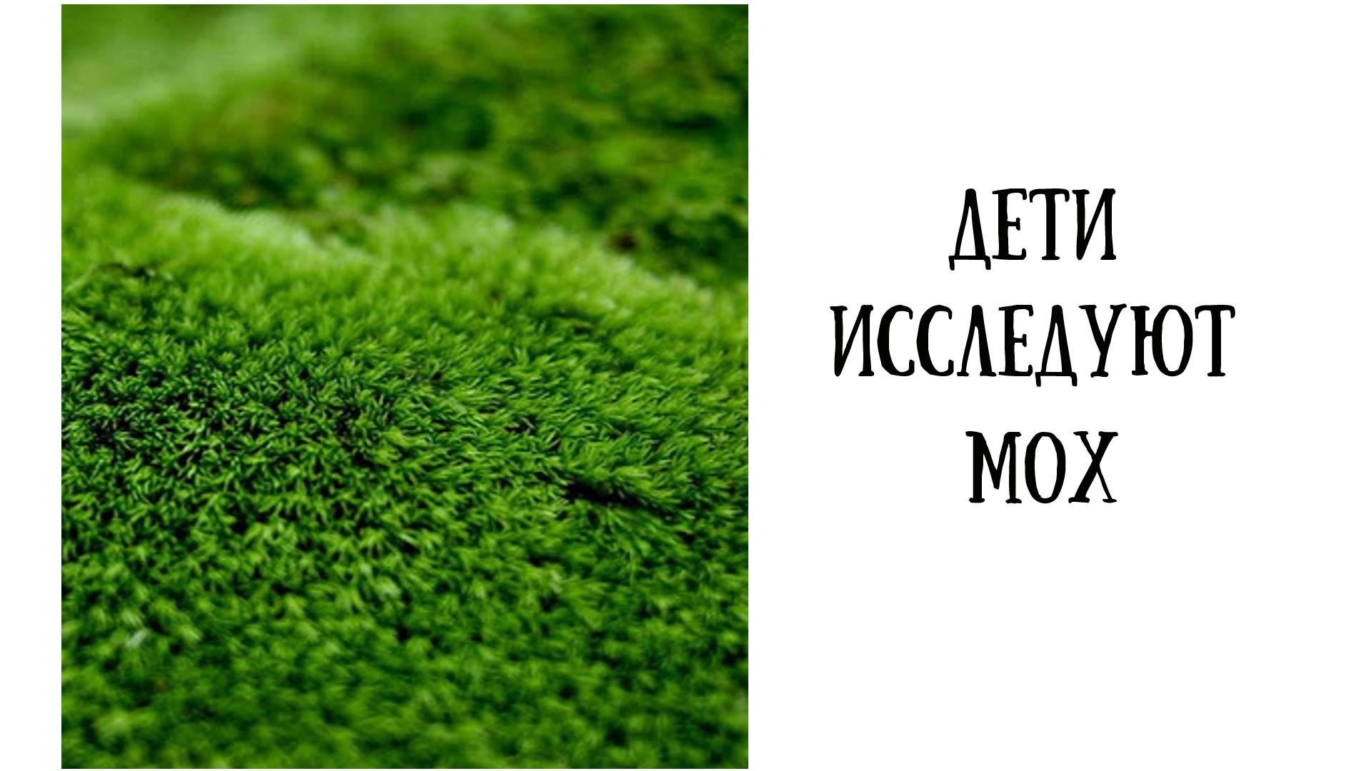 Проекты школьников: Удивительный мох