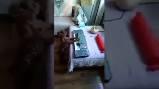 Увлечённый музыкант