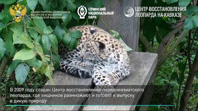 15 июля – День переднеазиатского леопарда