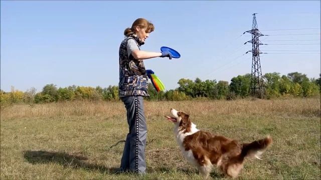 Работа на семинаре по фризби-фристайлу - австралийская овчарка Милла.mp4