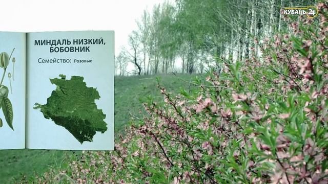 «Красная книга Кубани». Миндаль низкий