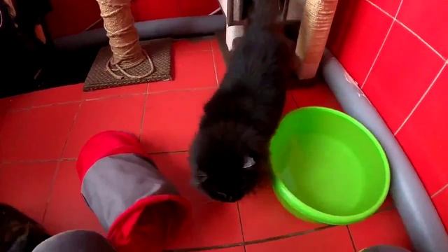 Почему кошки дерутся?