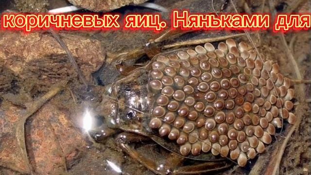 #Водяные #клопы #белостомы #или #белостоматиды  #shorts