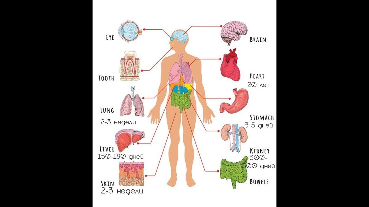 Как очистить кровеносную систему / Чистка сосудов / Виктор Максименков