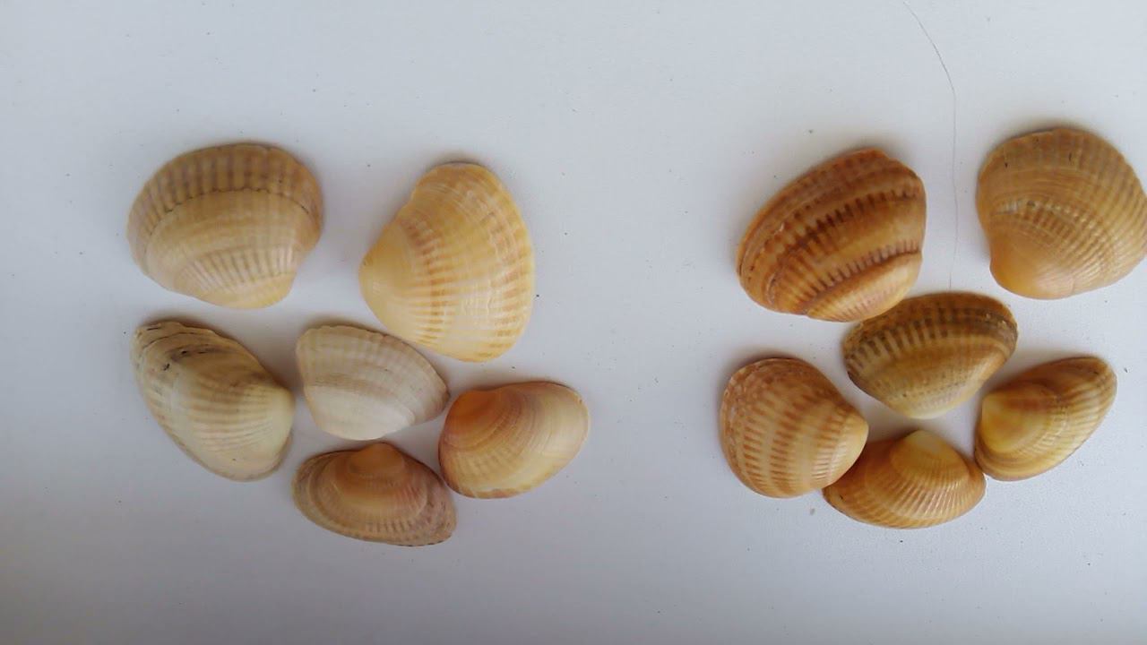 Многообразие ракушек Каспия