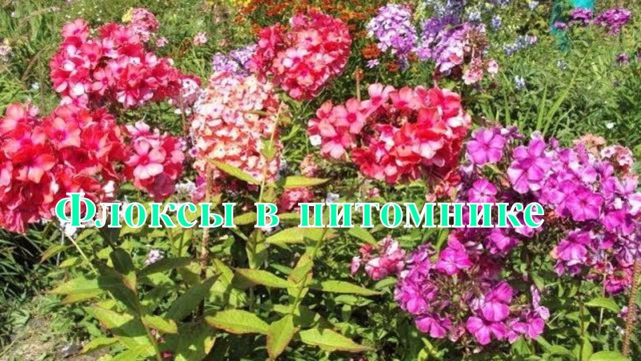 Флоксы в питомнике