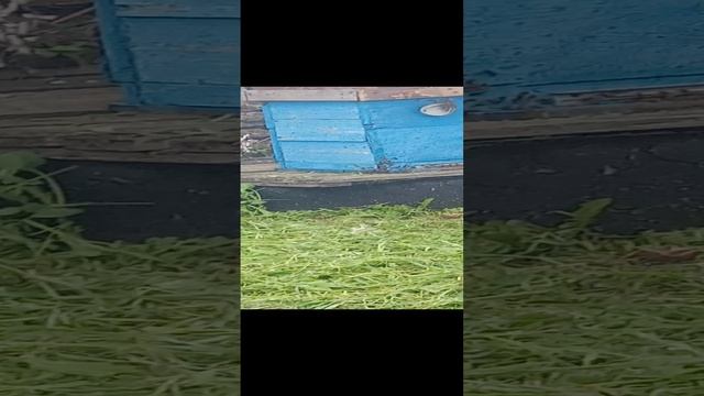 Девочки вышли на проверку как убрал