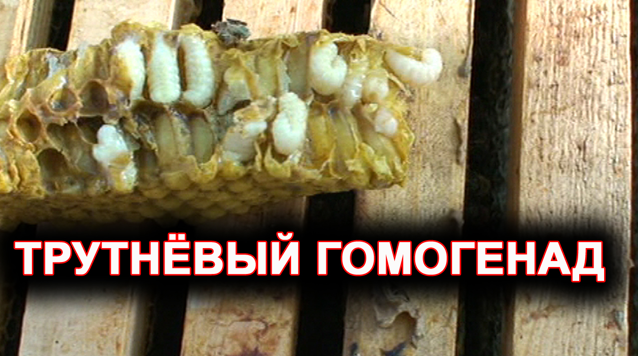 Трутневый гомогенад.