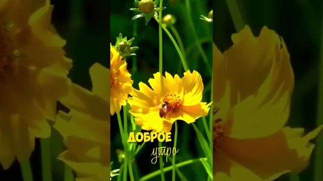 Доброе утро