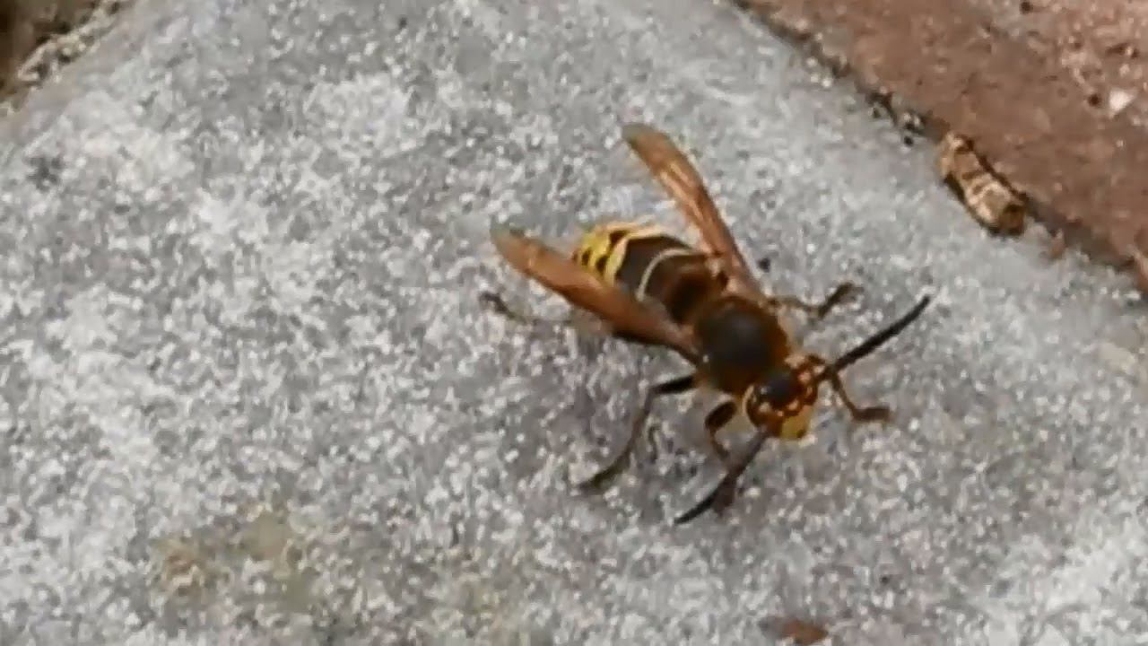 Шершень нападает (Hornet attack)