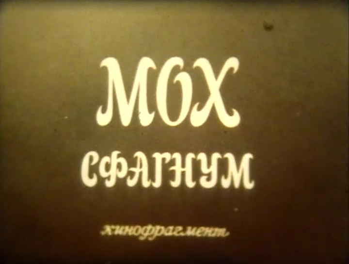 Мох сфагнум