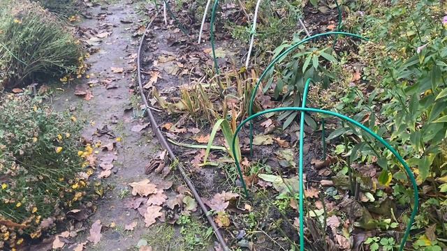 Укрепили каркас теплицы от снегопадов, подготовили плетистую розу к укрытию.