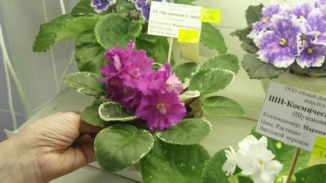 коллекция фиалок и стрептокарпусов на выставке в Доме Фиалки в Москве