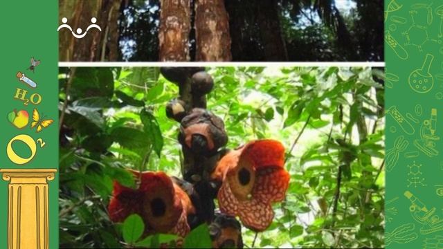 Академия Занимательных Наук. Биология. Как птенцы вылупляются из яиц. Раффлезия Арнольда