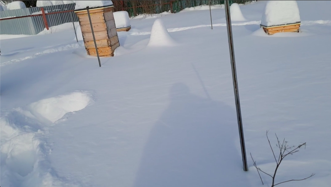 Контроль зимовки пчёл на воле 9 февраля 2024