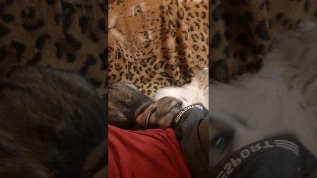 Чаппа грызёт карман.