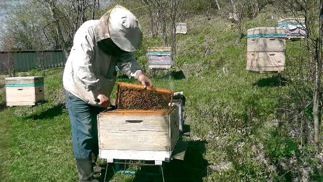 Пчёлки 68. Делю сильную семью, №2