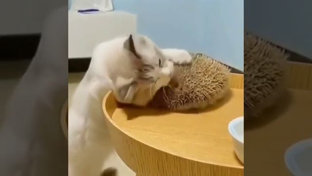 Нашли чесалку для кота