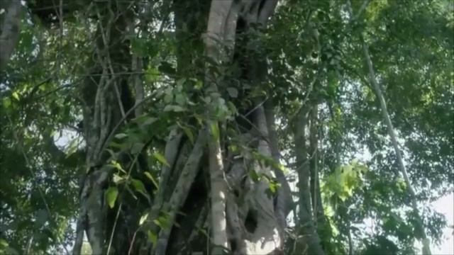 Когда тебе 17 лет_ музыка и исполнение_ Олег Сапегин,слова_Олег Танцюра.mp4