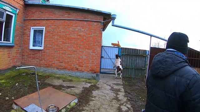 Ошейник Аките