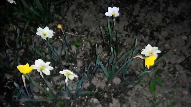 Майское пение соловья и других птиц Подмосковья.