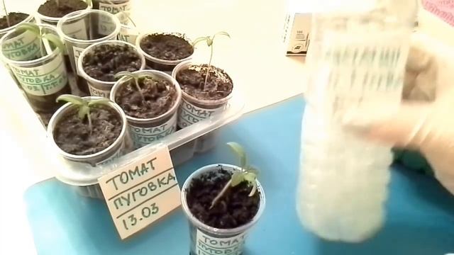 #ПЛЕСЕНЬ на рассаде Как быстро и дёшево избавиться #ОГОРОД на БАЛКОНЕ с нуля