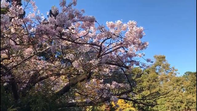 ПРОГУЛКА ПО АМЕРИКАНСКОМУ БОТАНИЧЕСКОМУ САДУ