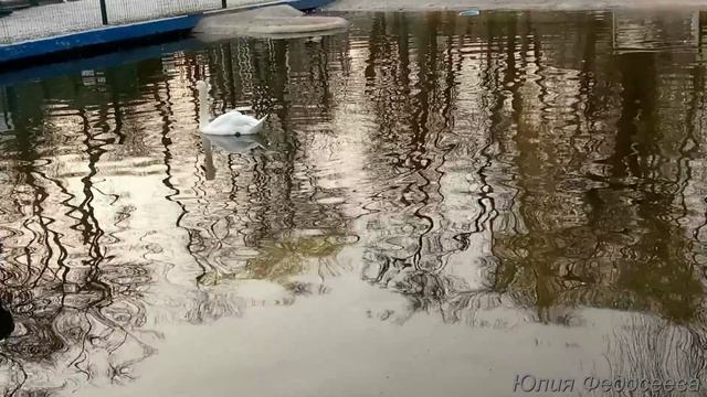 Лебедь в пруду городского парка