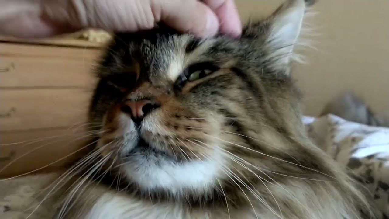 Проснулся - погладь кота